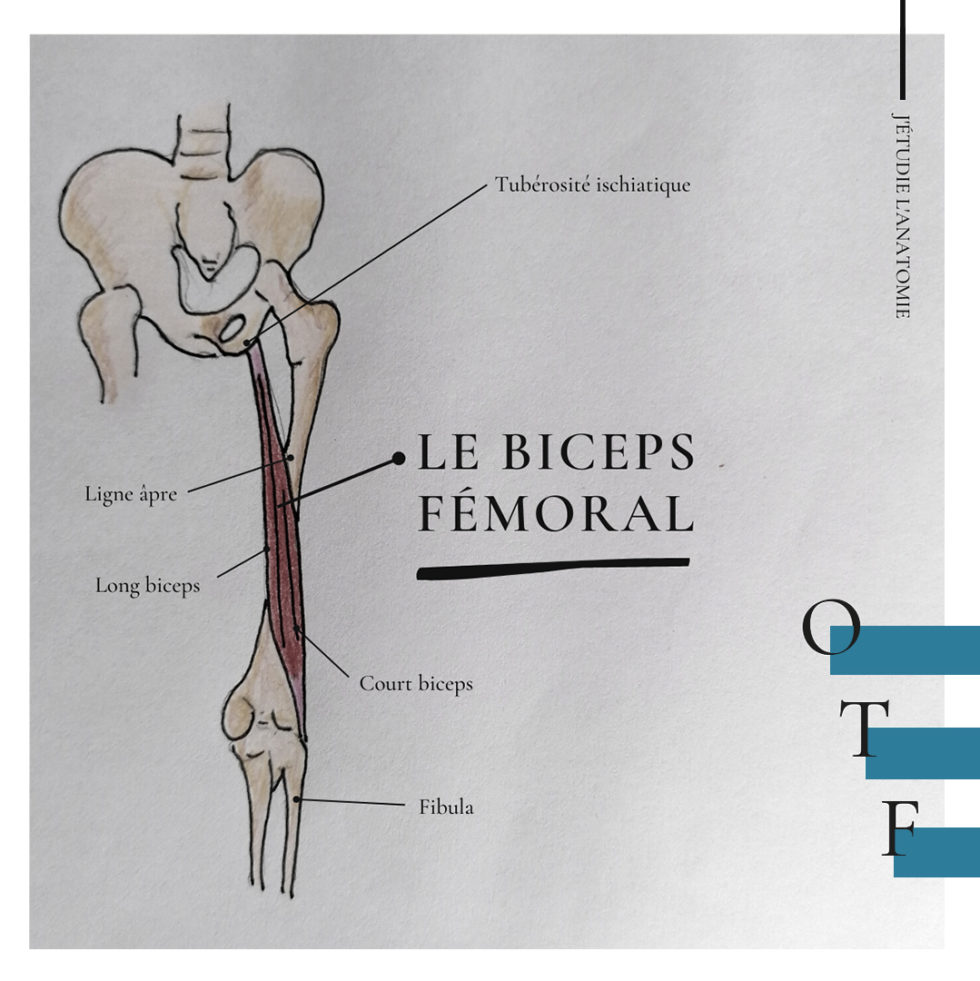 Le biceps fémoral - Zone - Base de Formation Fitness